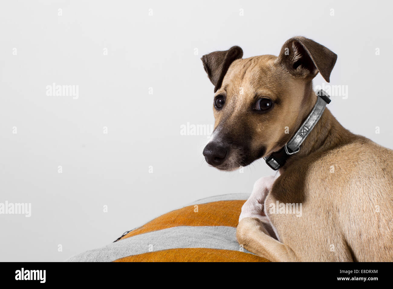 a cute Italian greyhound puppy Stock Photo - Alamy