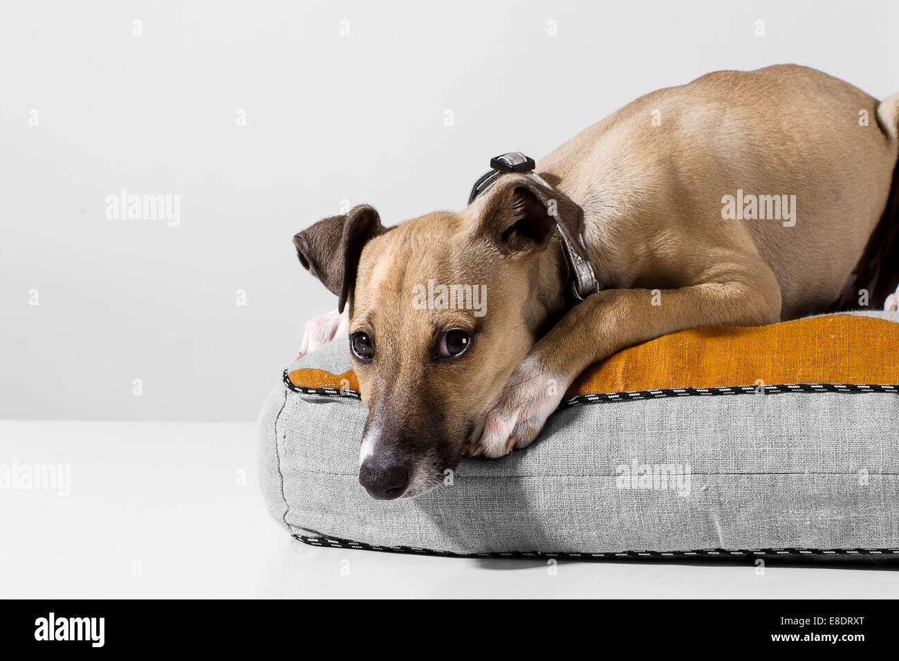 A cute Italian greyhound puppy Stock Photo - Alamy