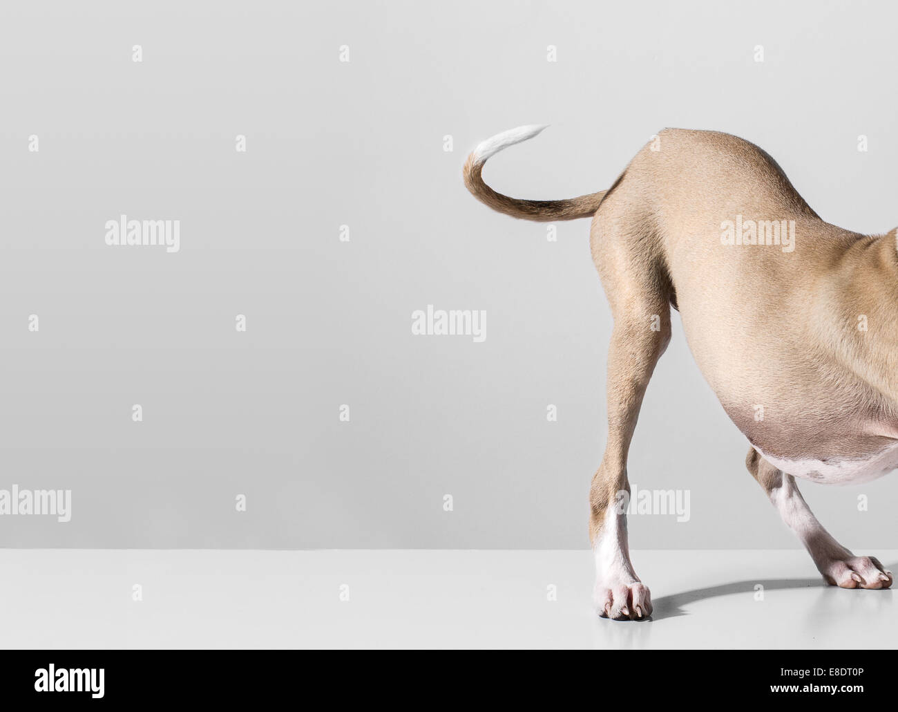 Long metal tail hi-res stock photography and images - Alamy