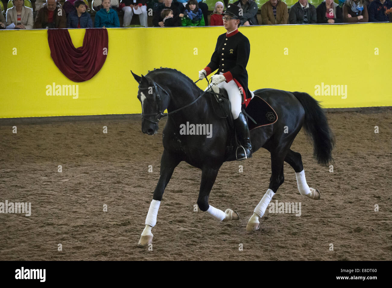 Horse Marbach Germany stud tradition breed animal Stock Photo - Alamy