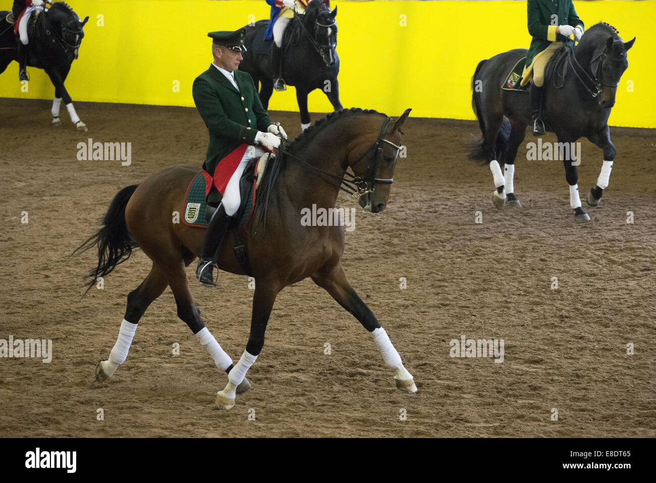 Horse Marbach Germany stud tradition breed animal Stock Photo - Alamy