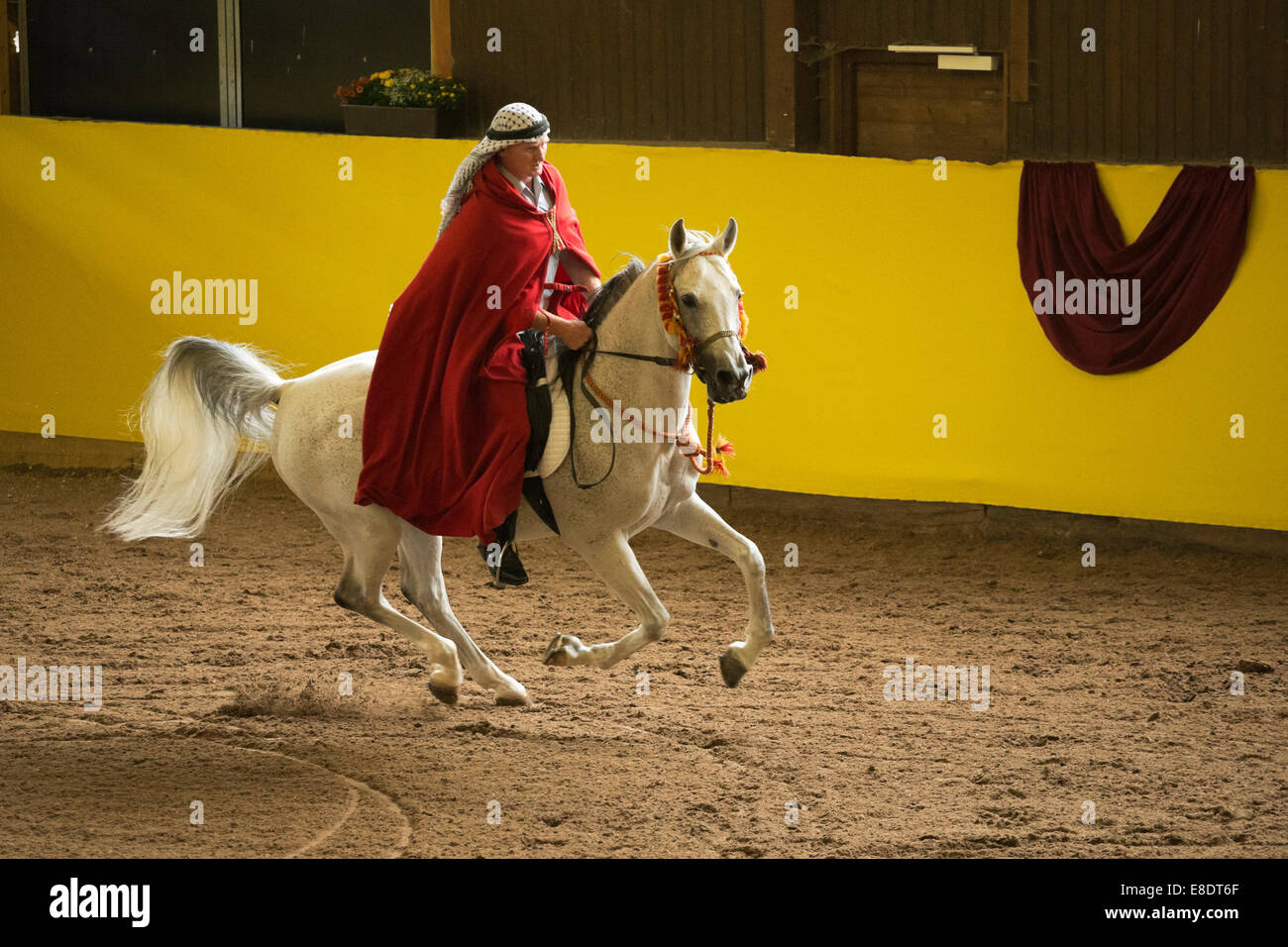 Horse Marbach Germany stud tradition breed animal Stock Photo - Alamy