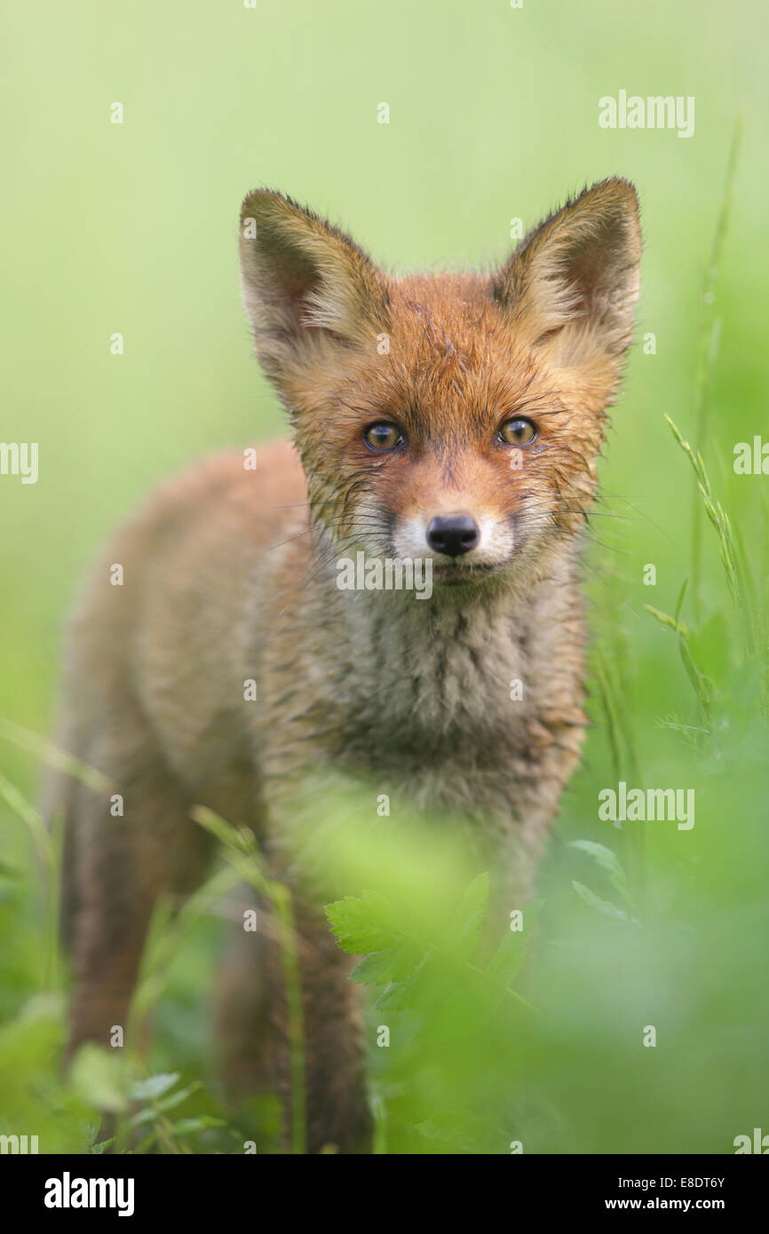 Vulpes vulpes european hi-res stock photography and images - Alamy