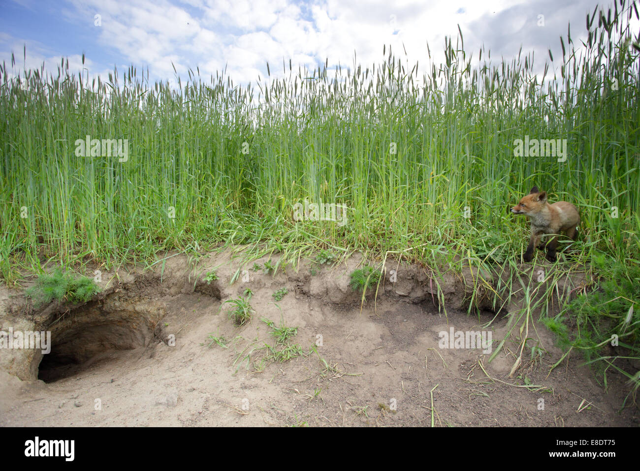 Fox nest hi-res stock photography and images - Alamy
