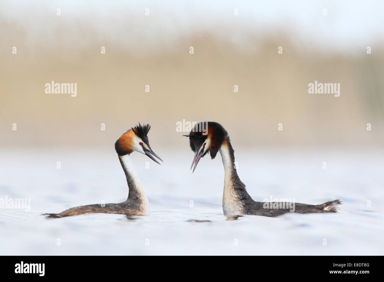 Great Crested Grebes (Podiceps cristatus) in courtship display. Europe ...