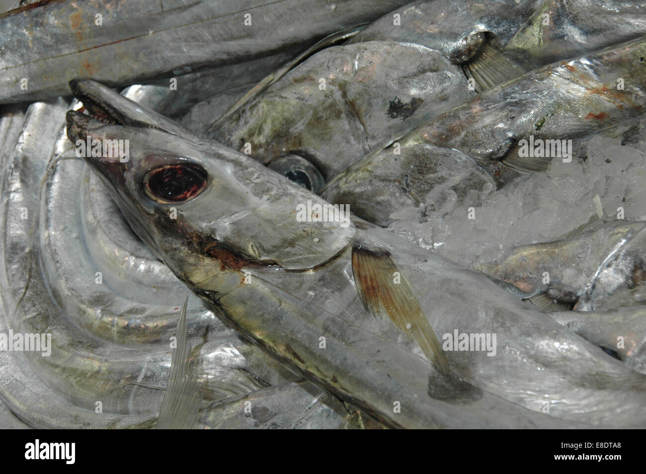 Barracuda on display in Billingsgate Fish Market, London Stock Photo ...