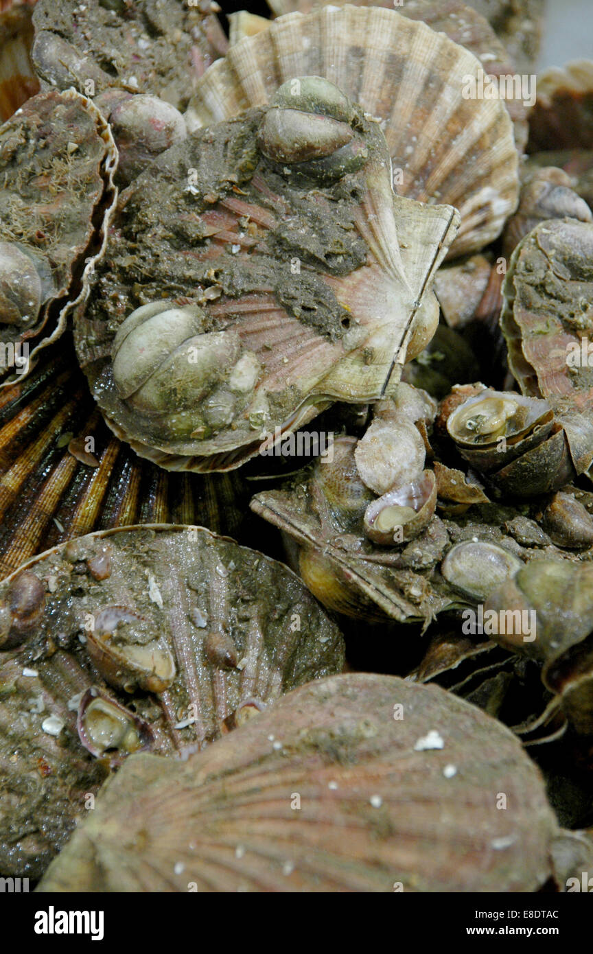 Scallop Shells on display in Billingsgate Fish Market, London Stock ...
