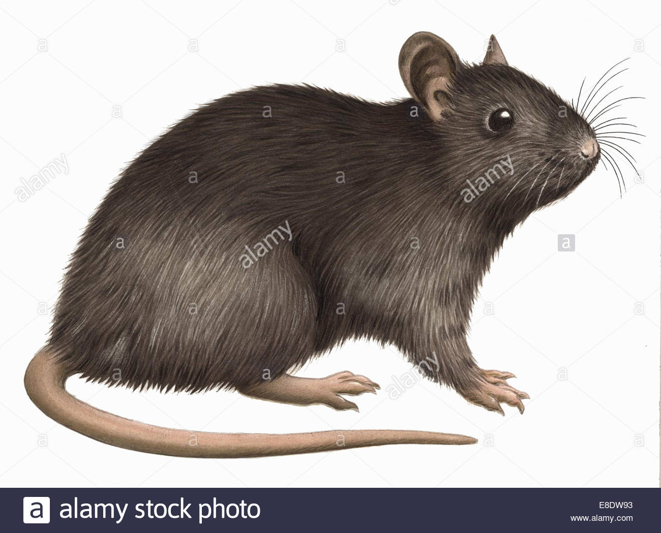 Close up Black rat (Rattus rattus) on white background Stock Photo ...