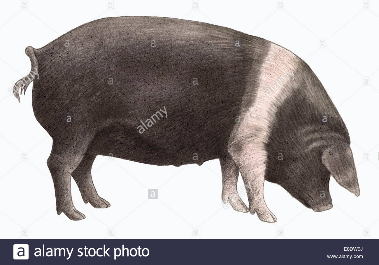 British Saddleback Pig Stock Photos & British Saddleback Pig Stock ...