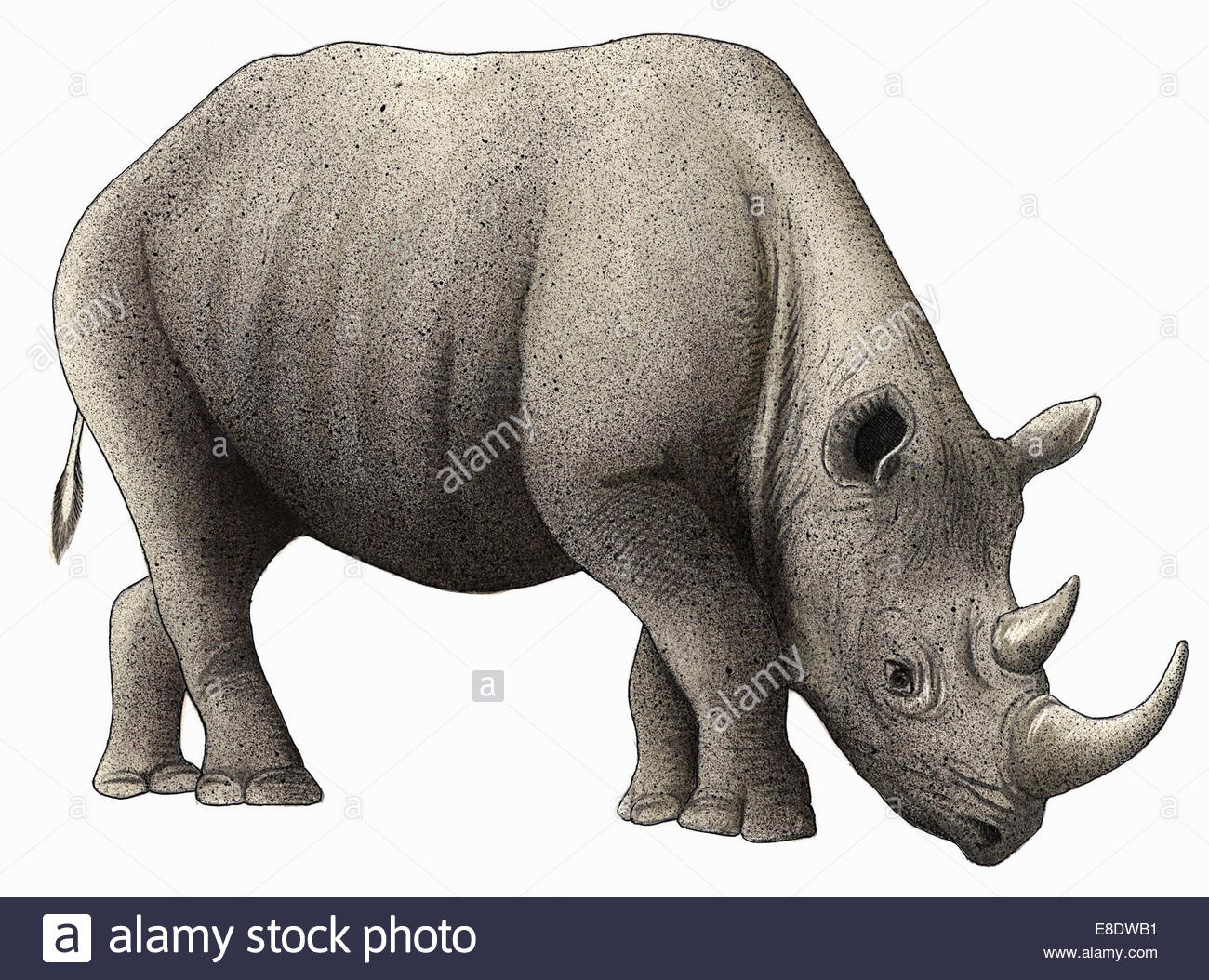 Rhinoceri Stock Photos & Rhinoceri Stock Images - Alamy