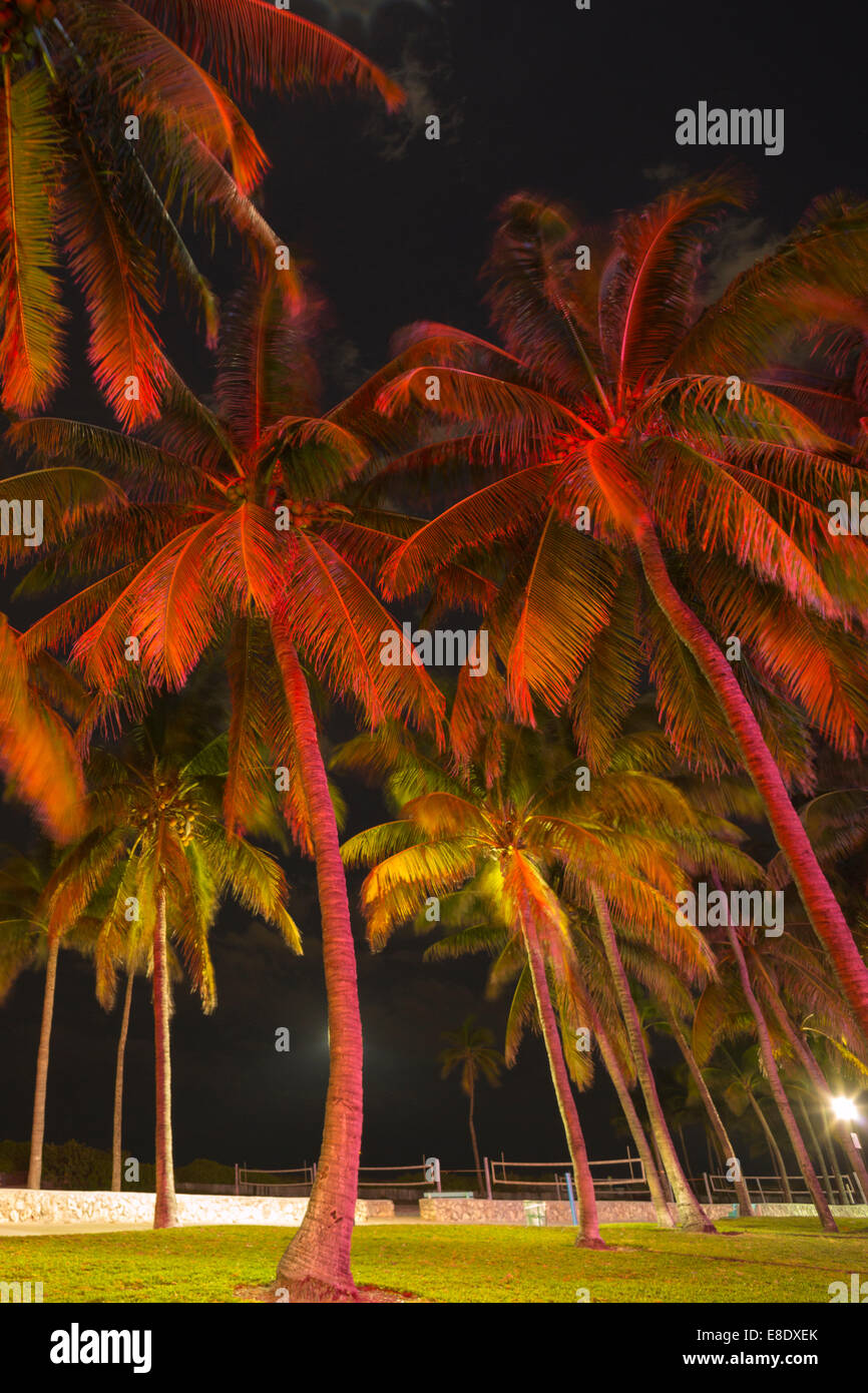 Miami beach palm trees hi-res stock photography and images - Alamy