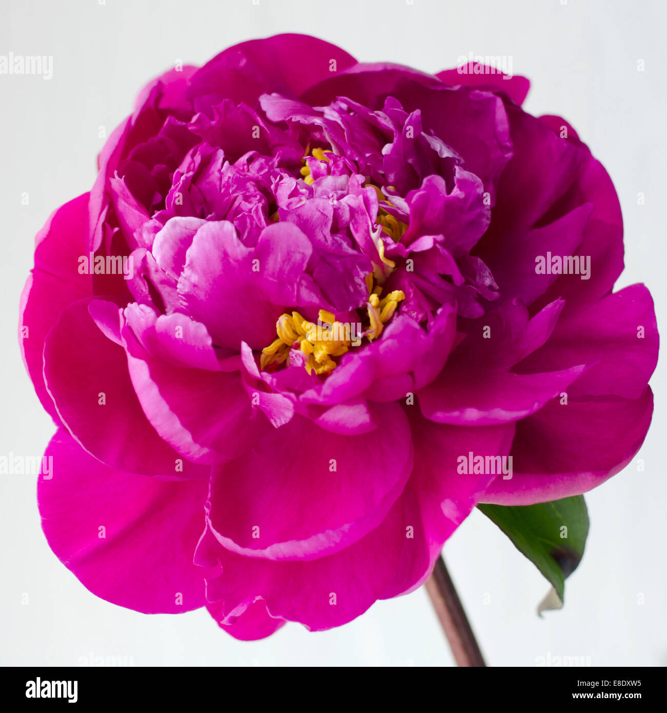 A pink peony in full bloom Stock Photo - Alamy