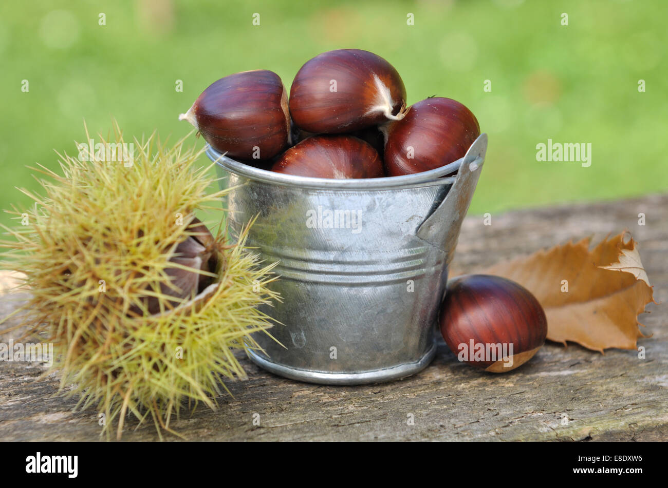 little bucket filled with chestnuts on a plank Stock Photo - Alamy