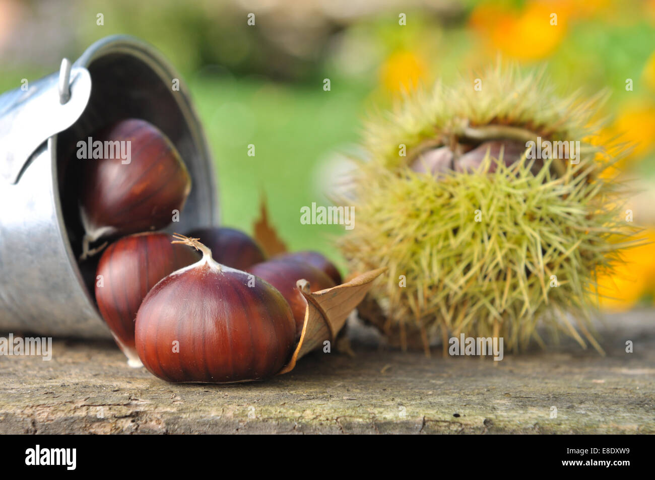 little bucket overturned filled with chestnuts on a plank Stock Photo ...