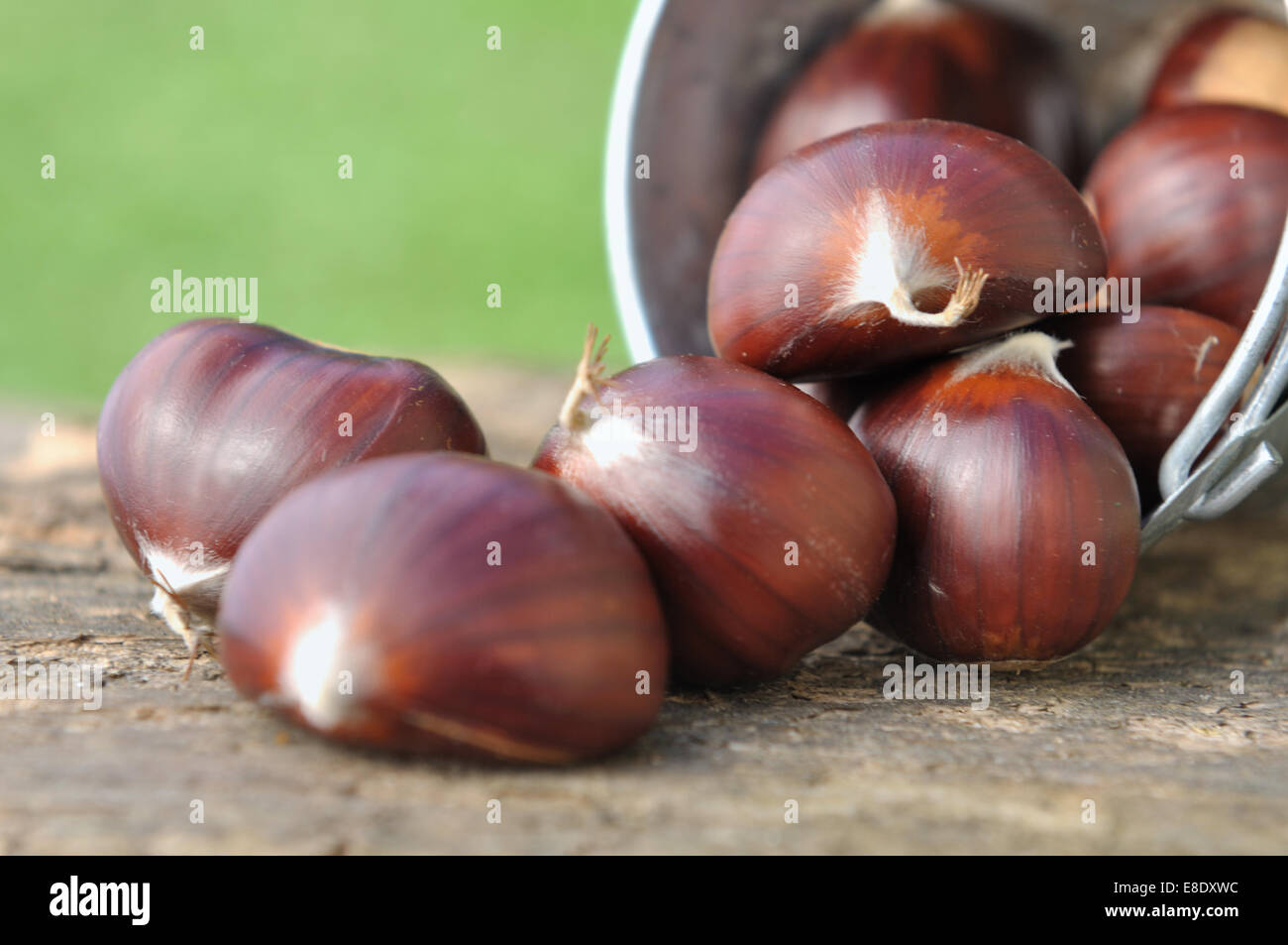 closeup on chestnuts overturned from a little bucket on a plank Stock ...