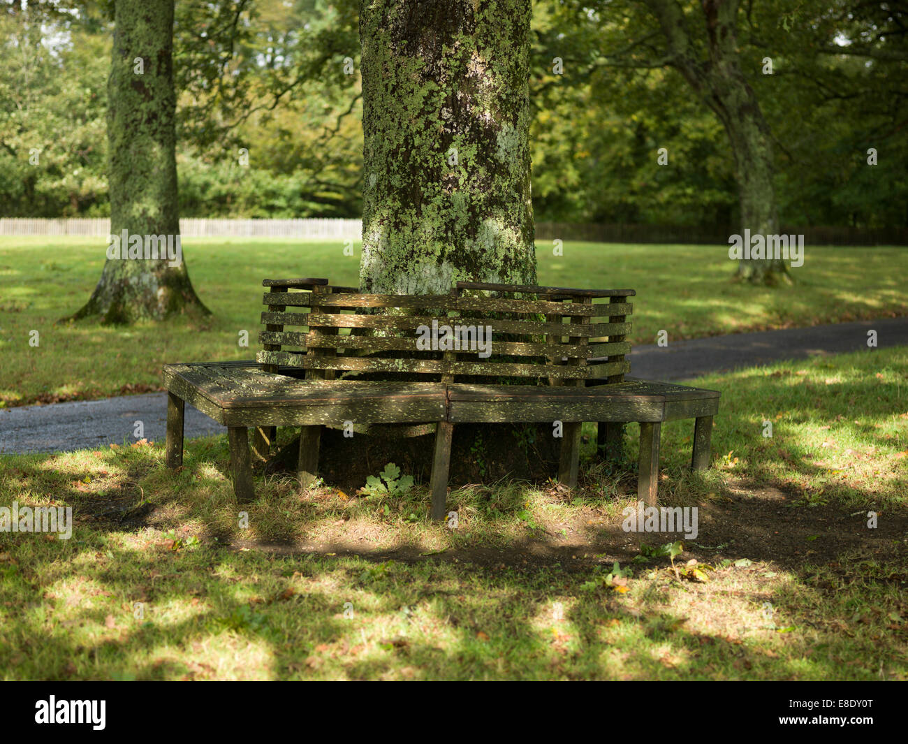 A bench surrounding a tree Stock Photo - Alamy