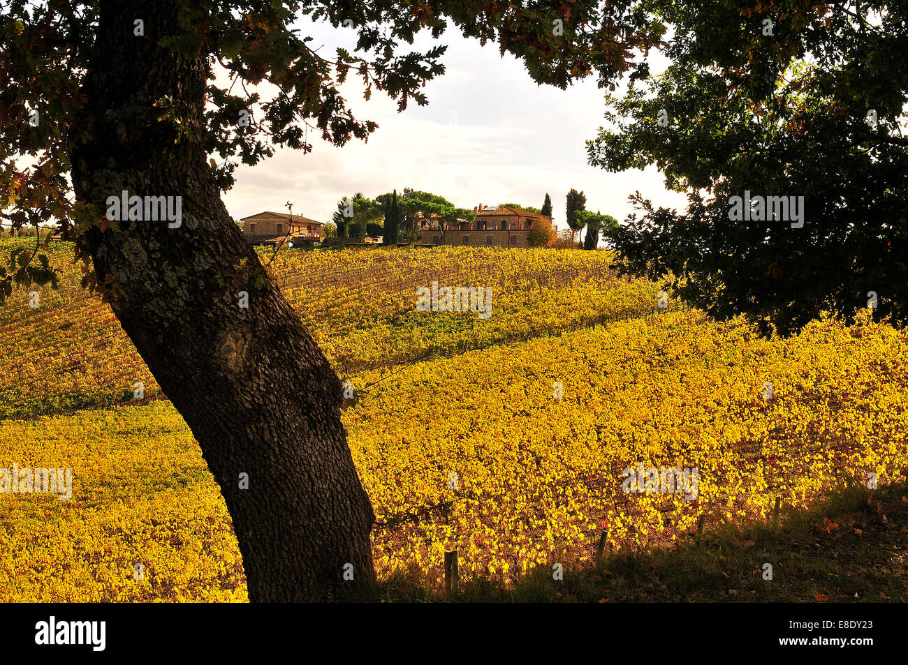 Southern Tuscany, Italy Stock Photo - Alamy