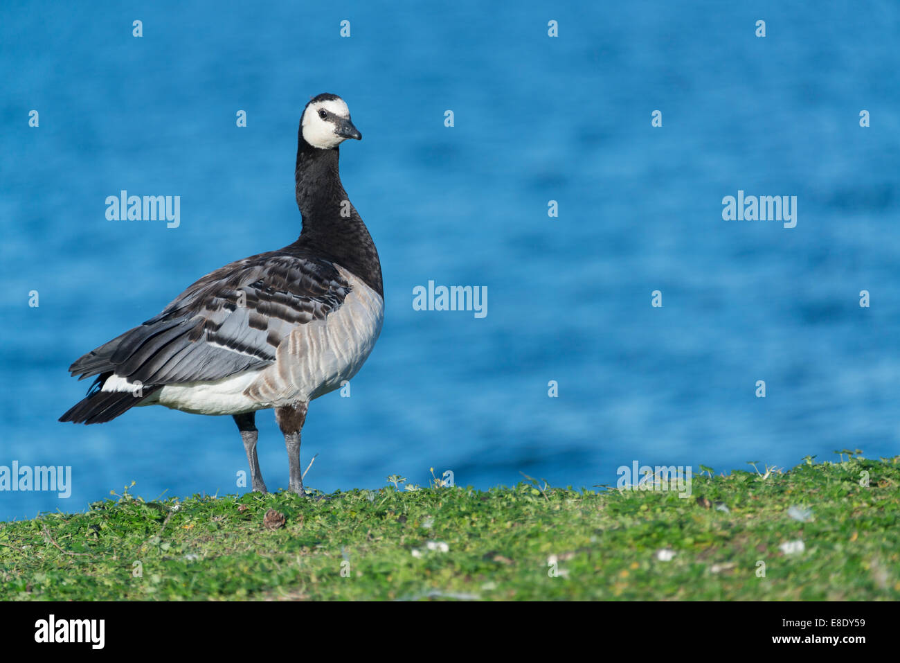 Sea goose hi-res stock photography and images - Alamy