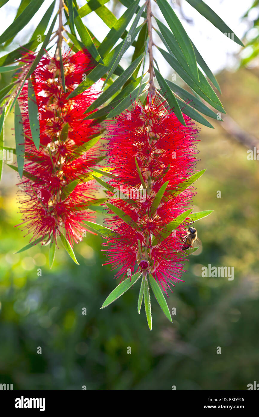 Callistemon red bottle brush flowering shrub Stock Photo - Alamy