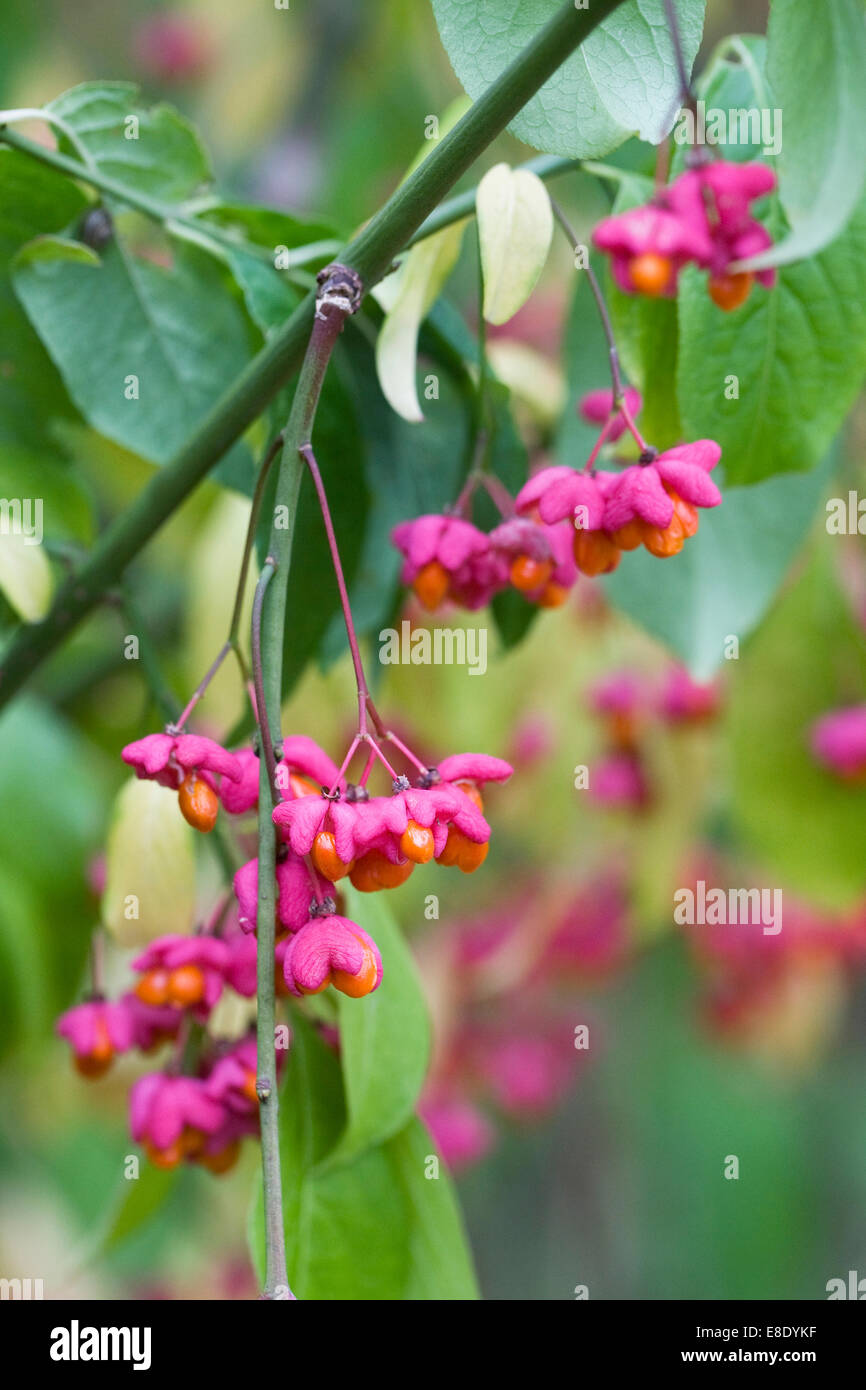 Euonymus europaeus. Fruit of the common spindle bush Stock Photo - Alamy