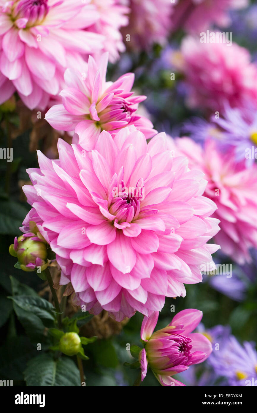 Pink Dahlias in an herbaceous border Stock Photo - Alamy
