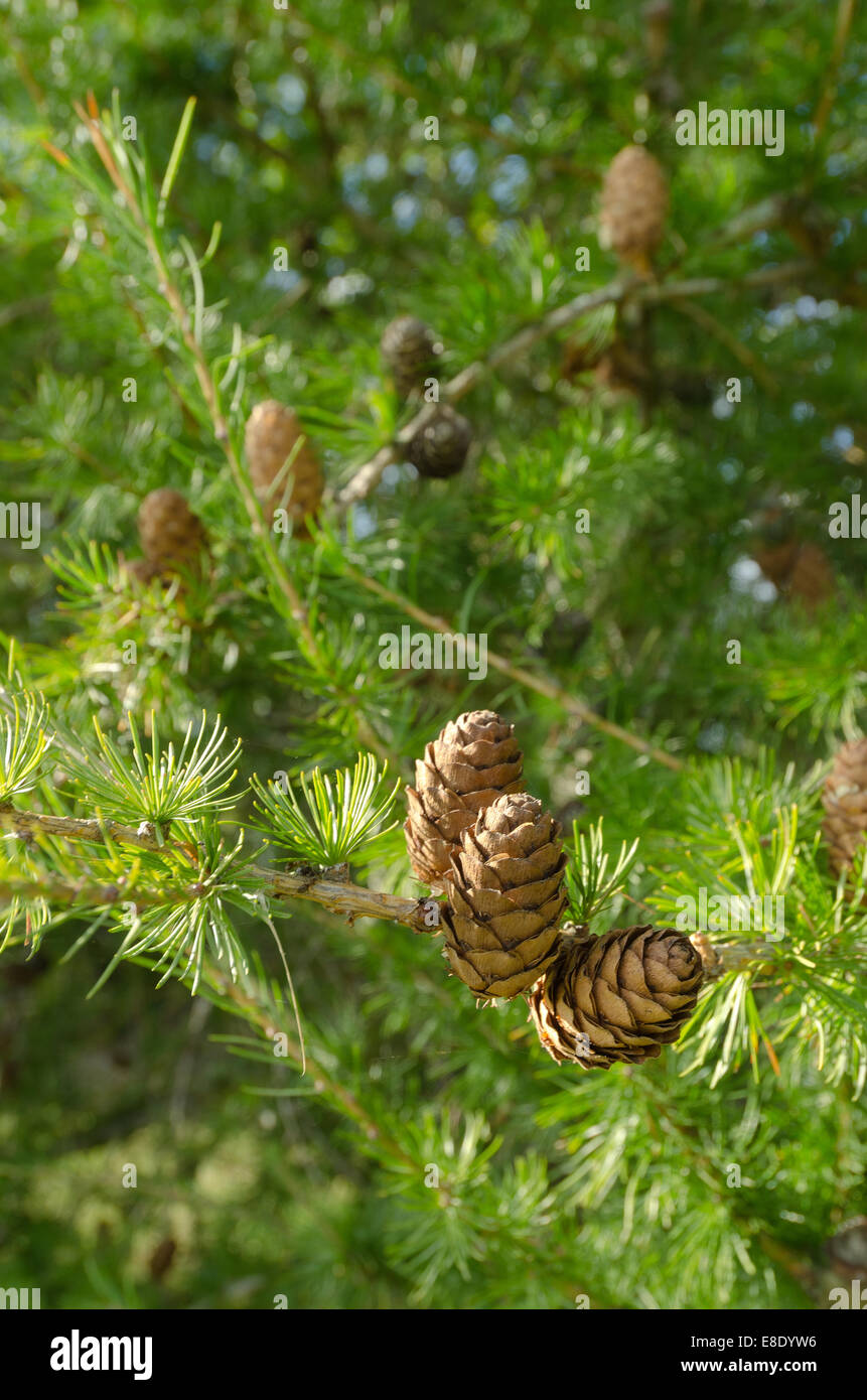 Pine tree seed dispersal hi-res stock photography and images - Alamy