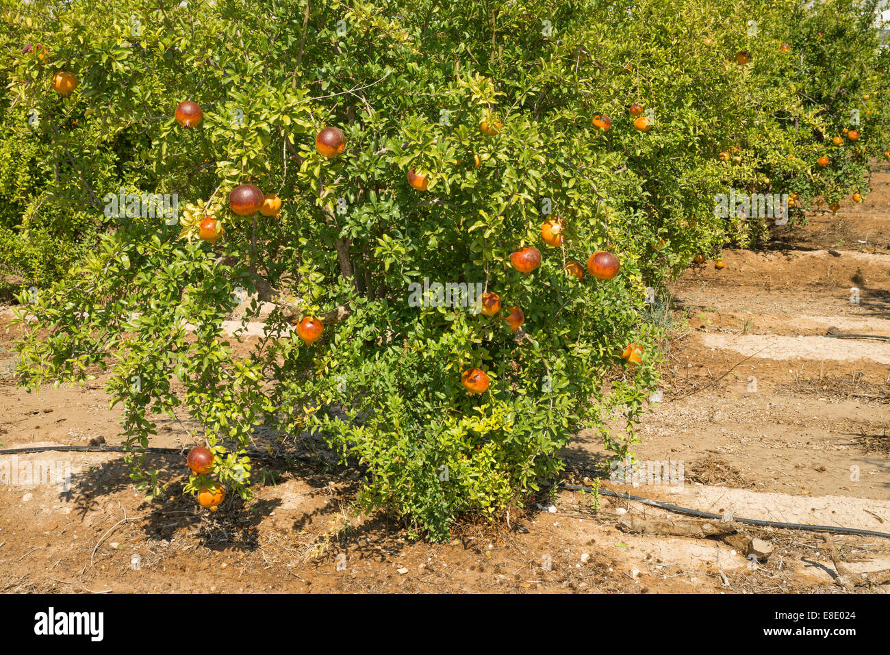 Pomegranate plantation with trees loaded with ripe fruit Stock Photo ...