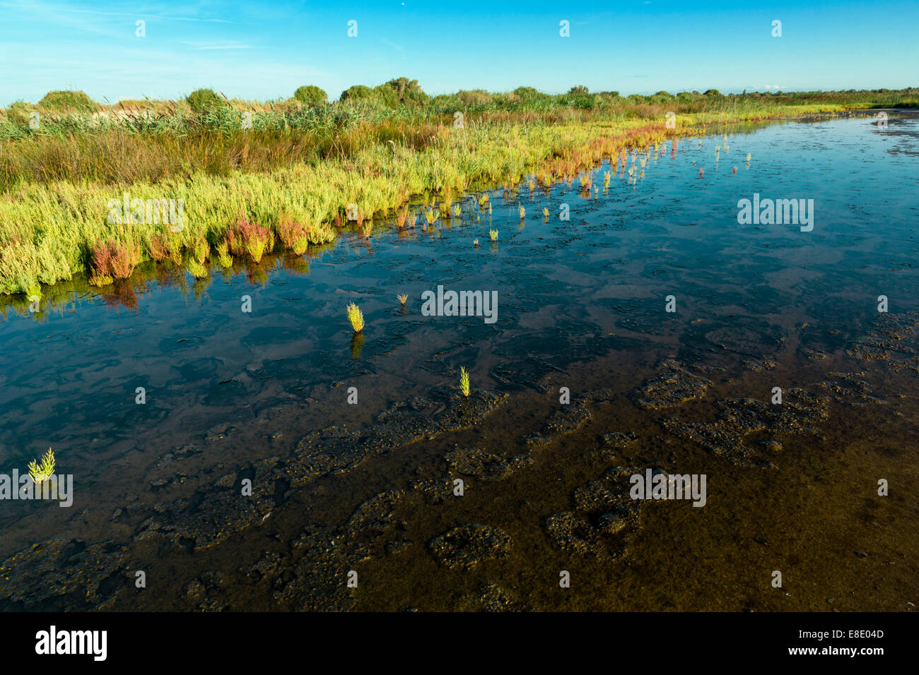 The Wetlands In The Petite Camargue,Languedoc Roussillon, France Stock ...