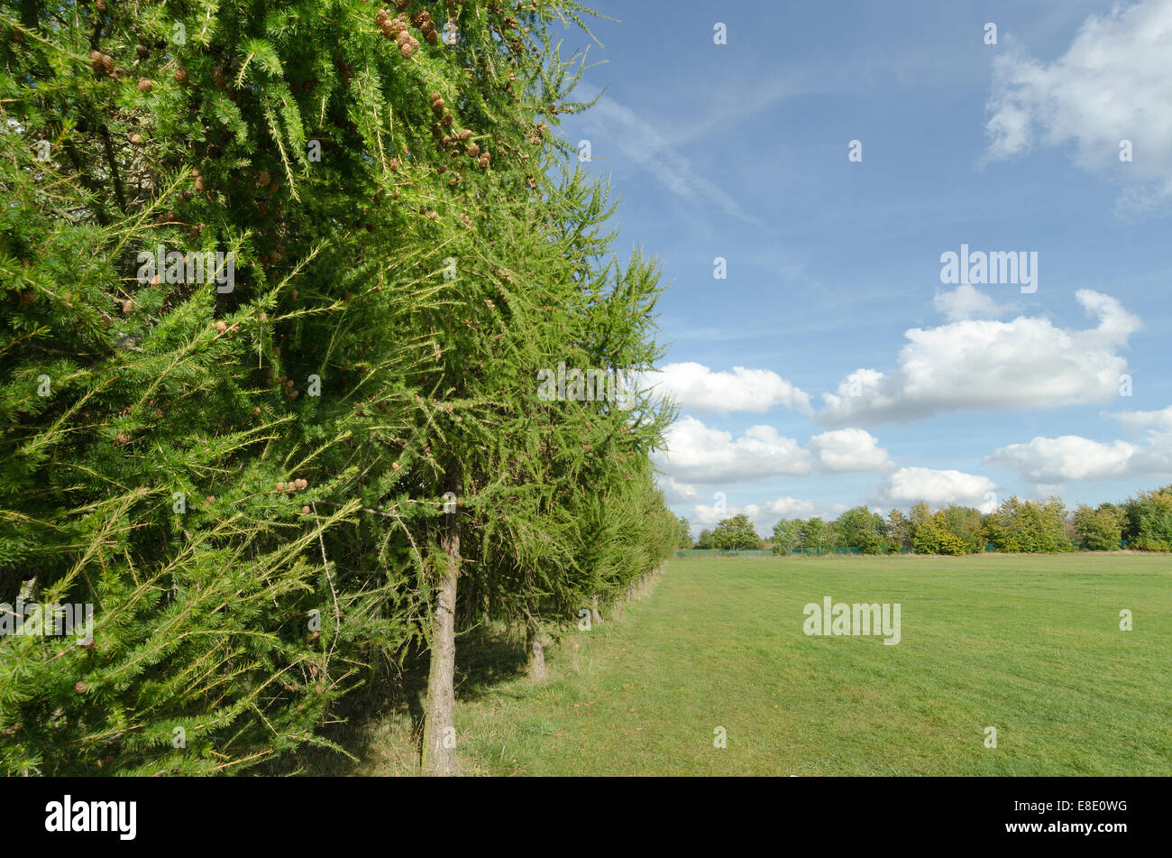 row of larch trees as a boundary to sunny open grassland in British ...