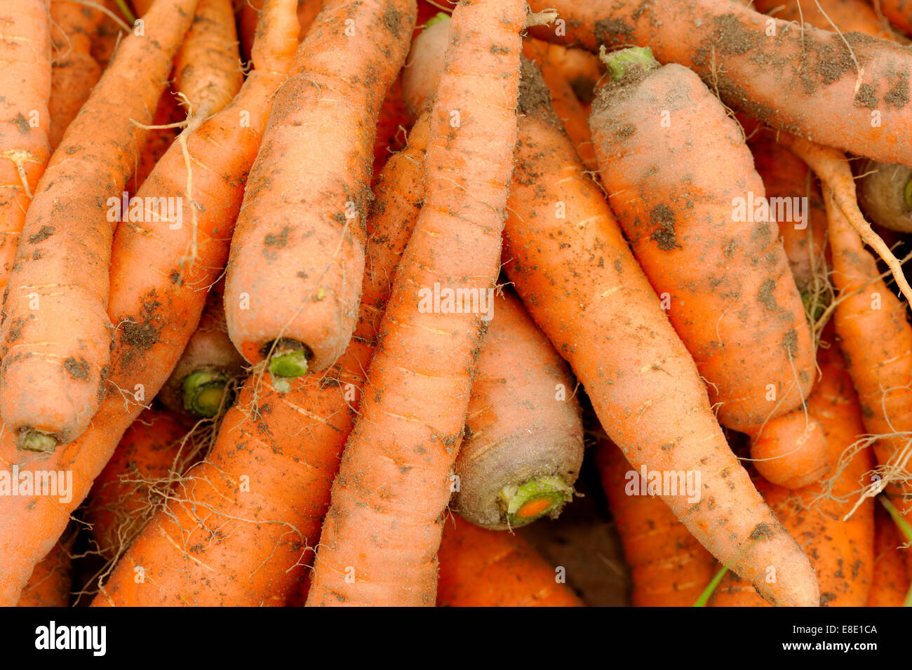 Fresh carrots, picked up from soil in October Stock Photo - Alamy