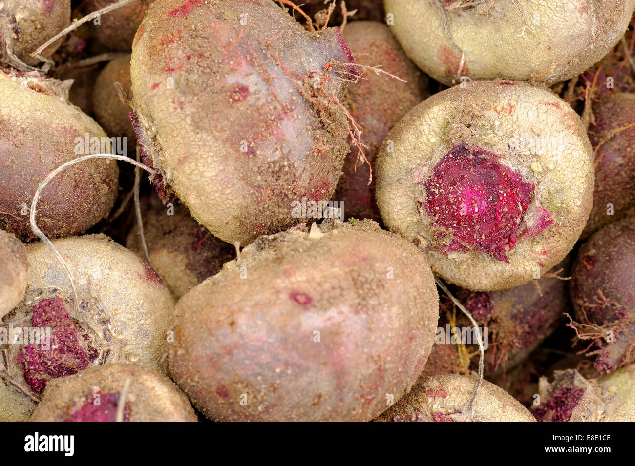 Fresh beets, picked up from soil in October Stock Photo - Alamy