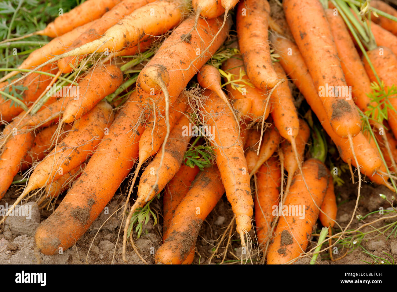 Fresh carrots, picked up from soil in October Stock Photo - Alamy