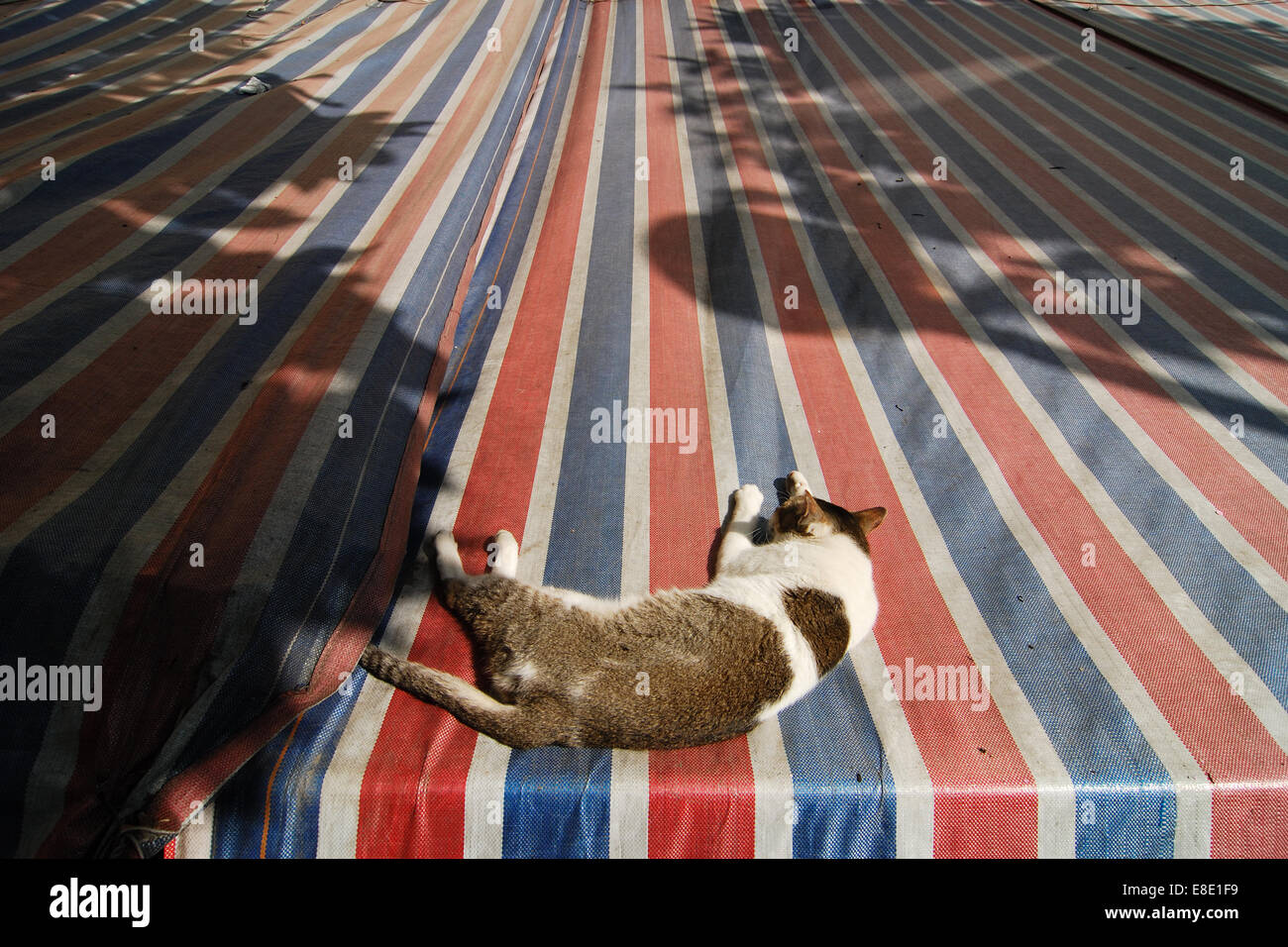 Sleeping Cat Under The Sun High Resolution Stock Photography and Images ...