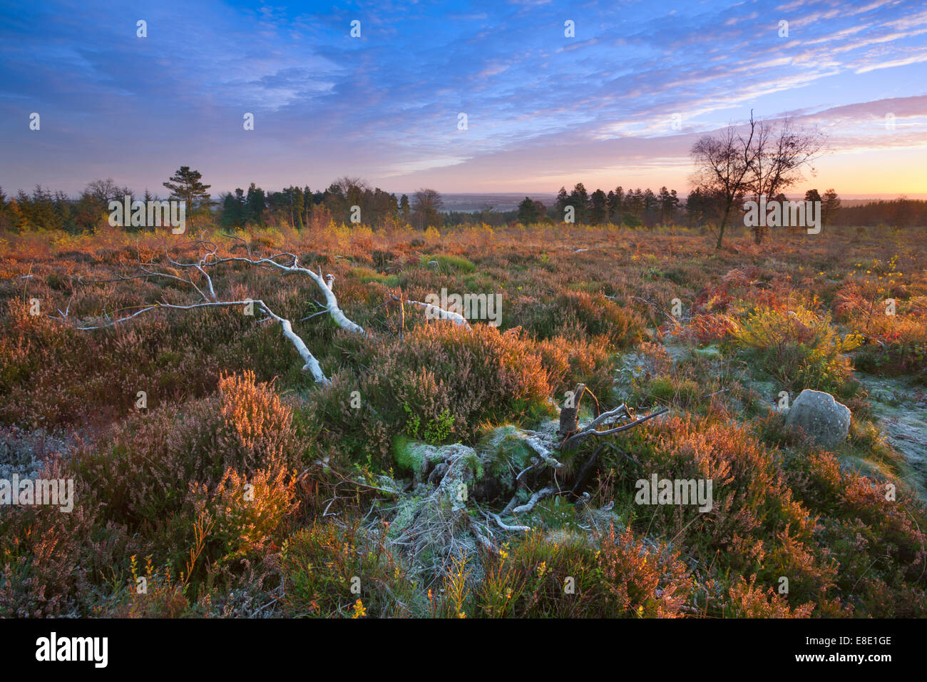 Fallen Silver Birch tree on restored heathland Stock Photo - Alamy