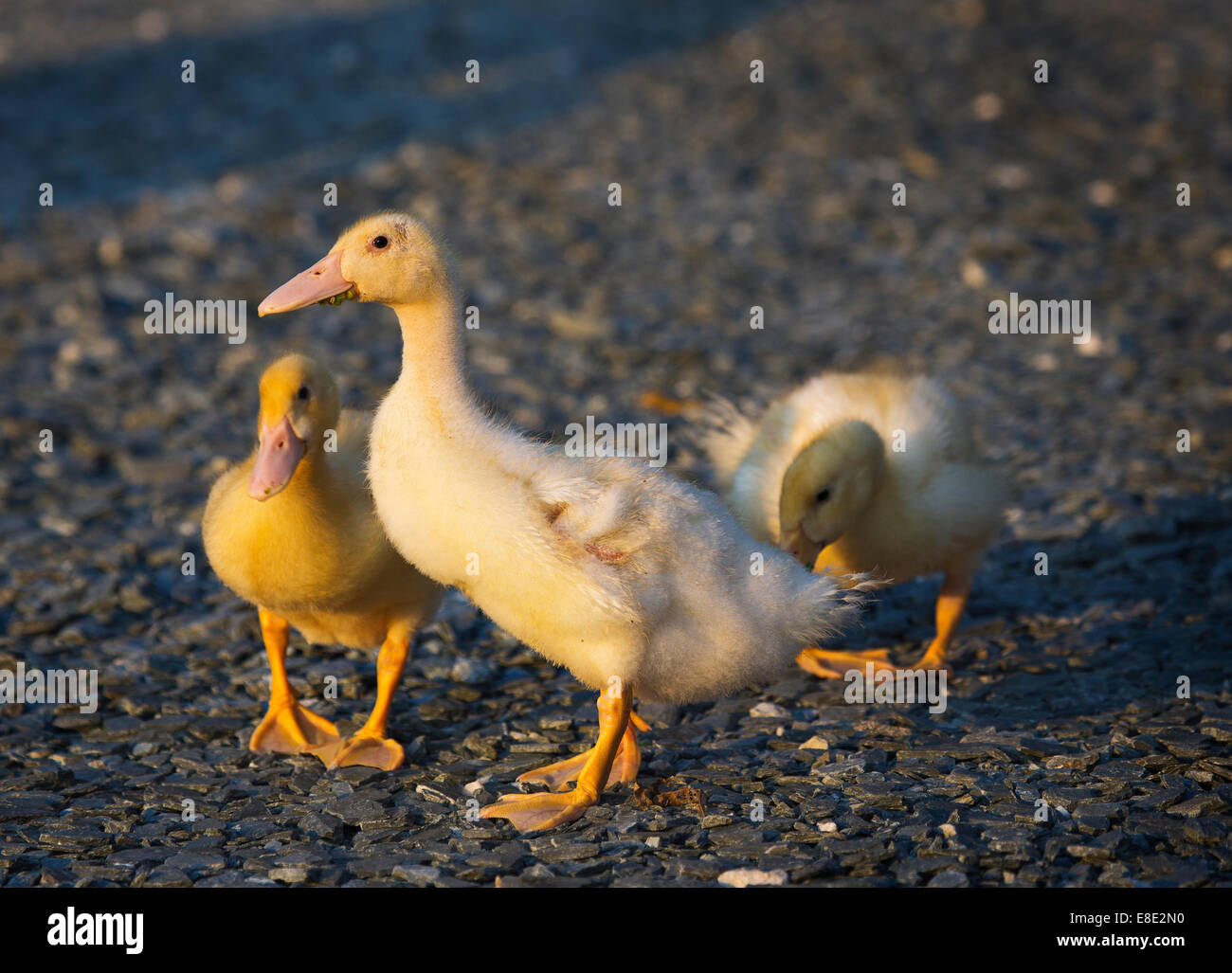 Three Ayelsbury ducks,ducklings Stock Photo - Alamy