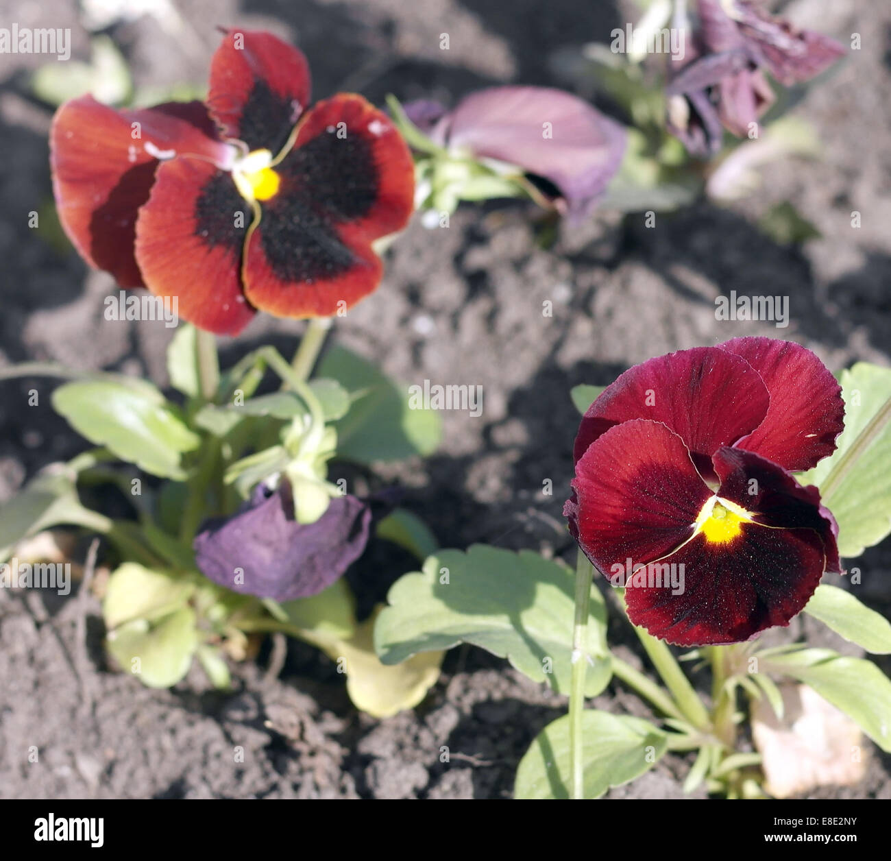 Red Viola at Spring Stock Photo - Alamy