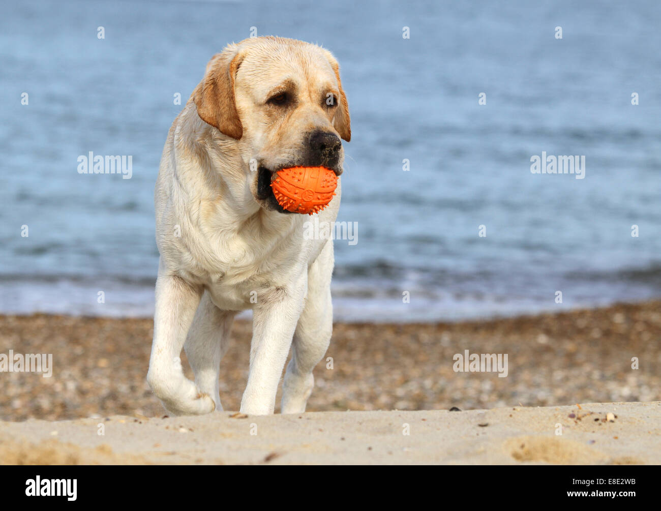 yellow labrador at the sea playing with an orange ball in sand Stock ...