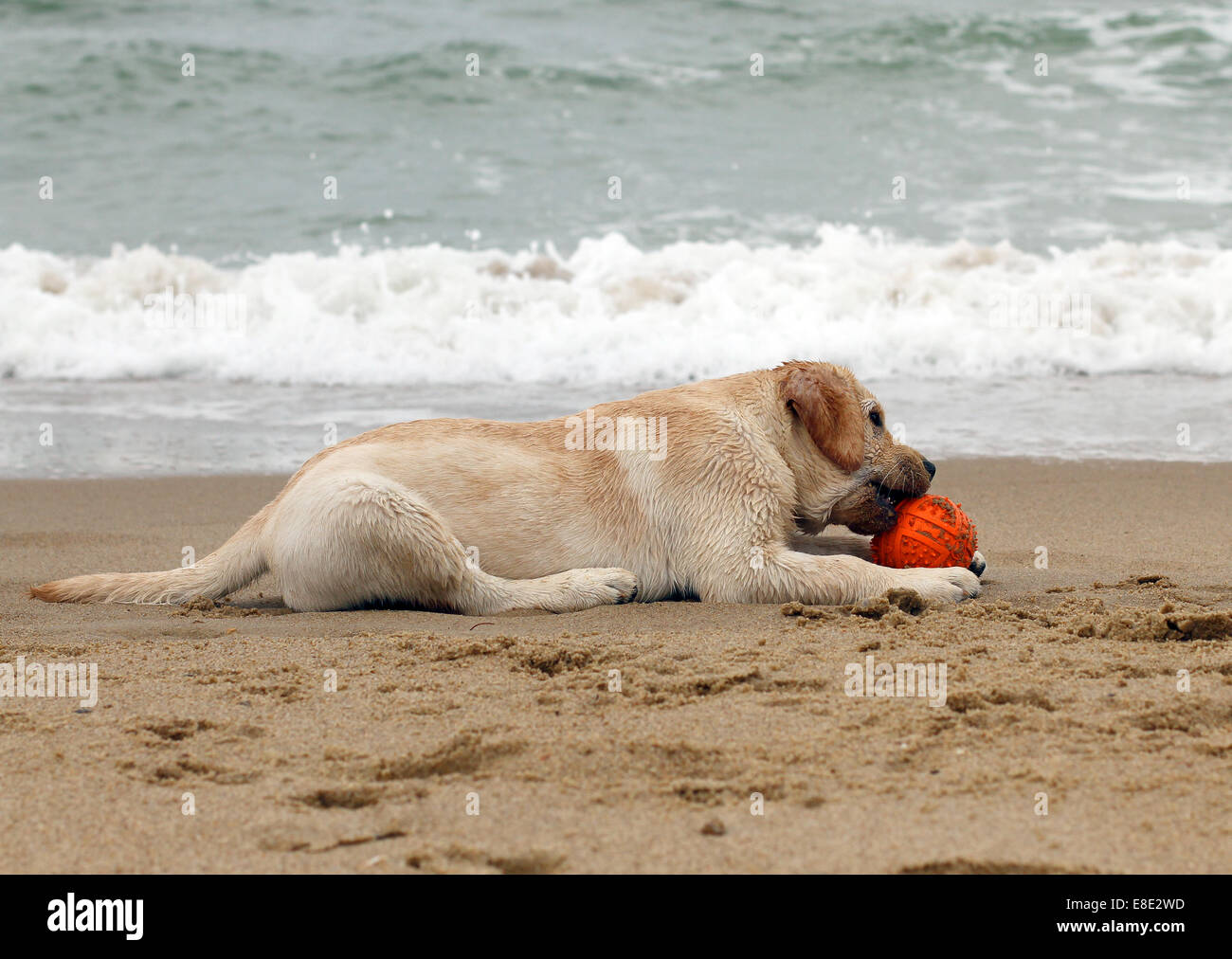 yellow labrador puppy at the sea playing with an orange ball in sand ...