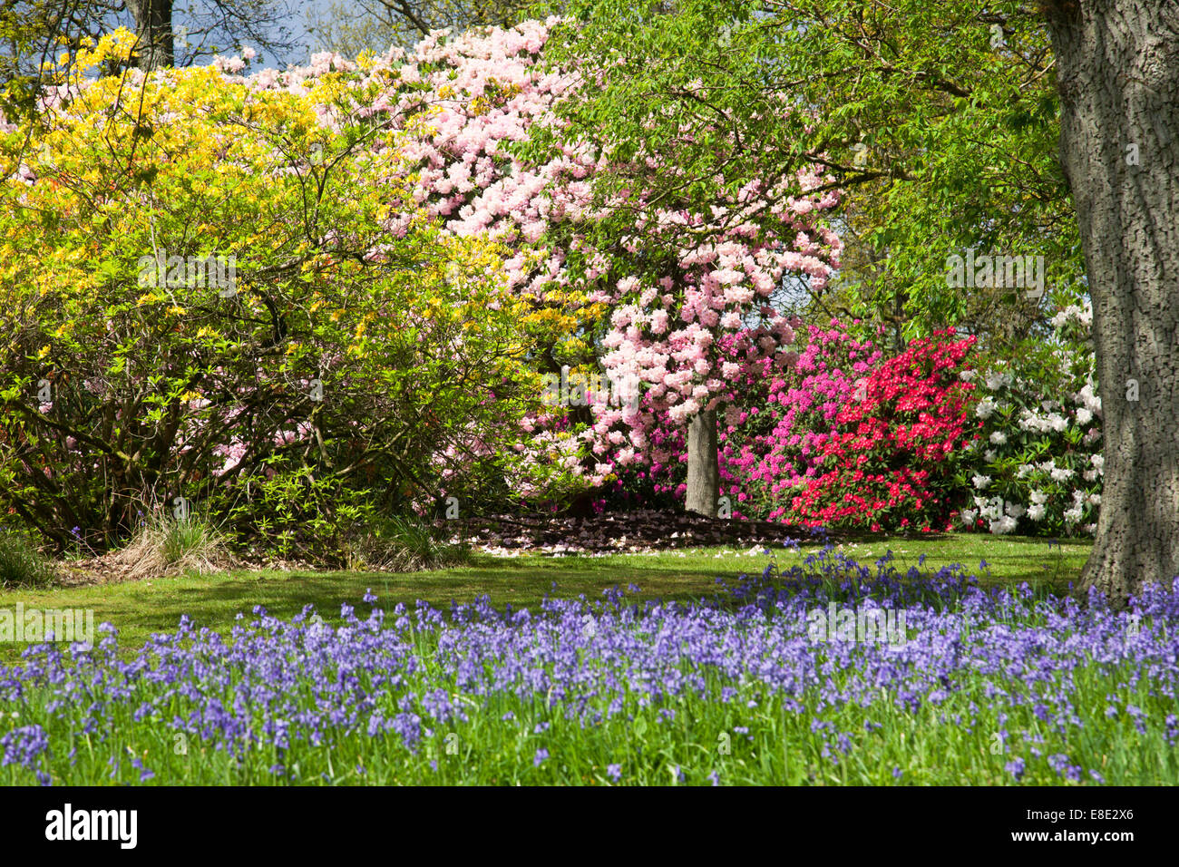 Spring in Bowood rhododendron Woodland Gardens, Derry Hill, Calne ...