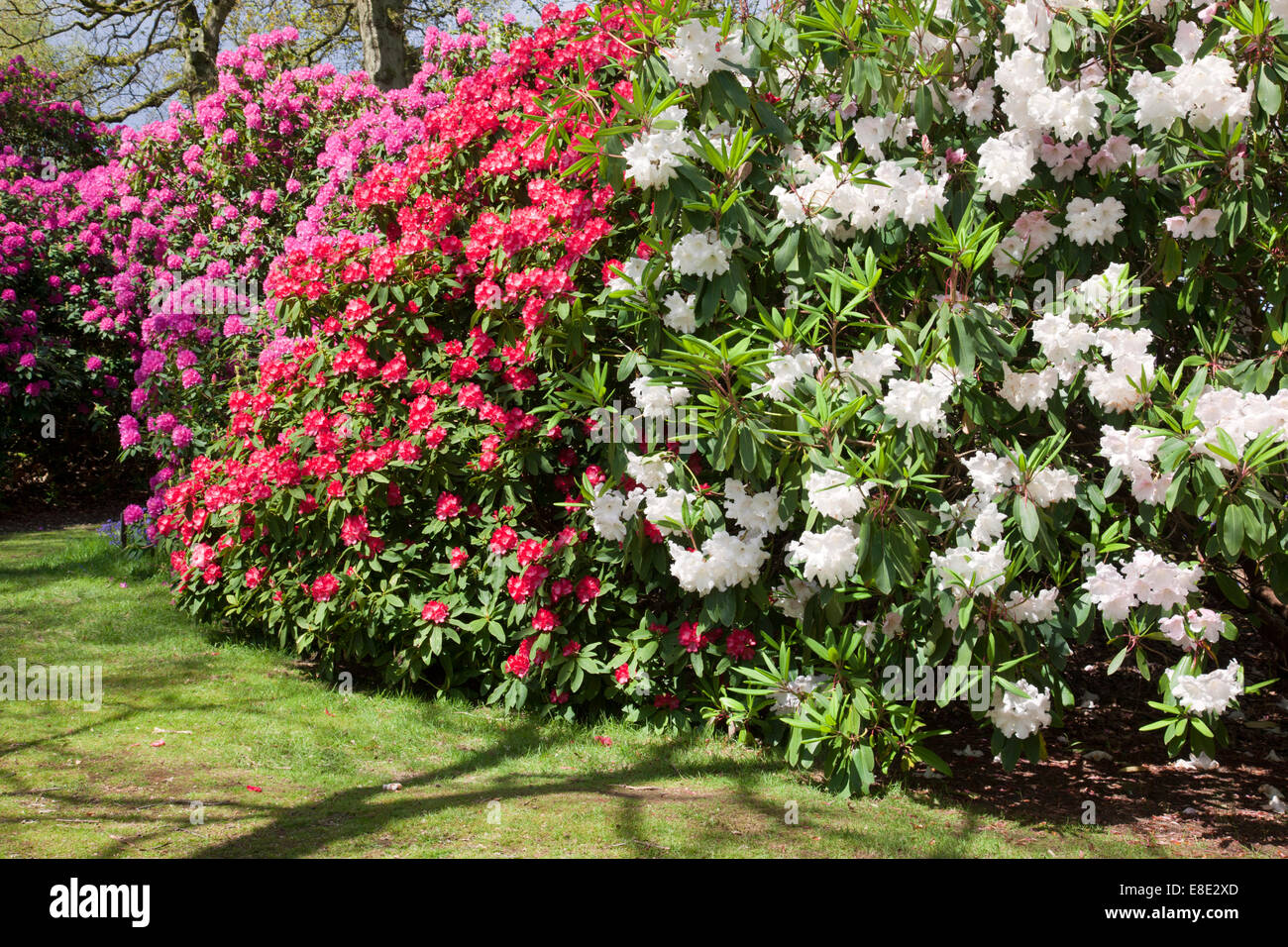 Spring in Bowood rhododendron Woodland Gardens, Derry Hill, Calne ...