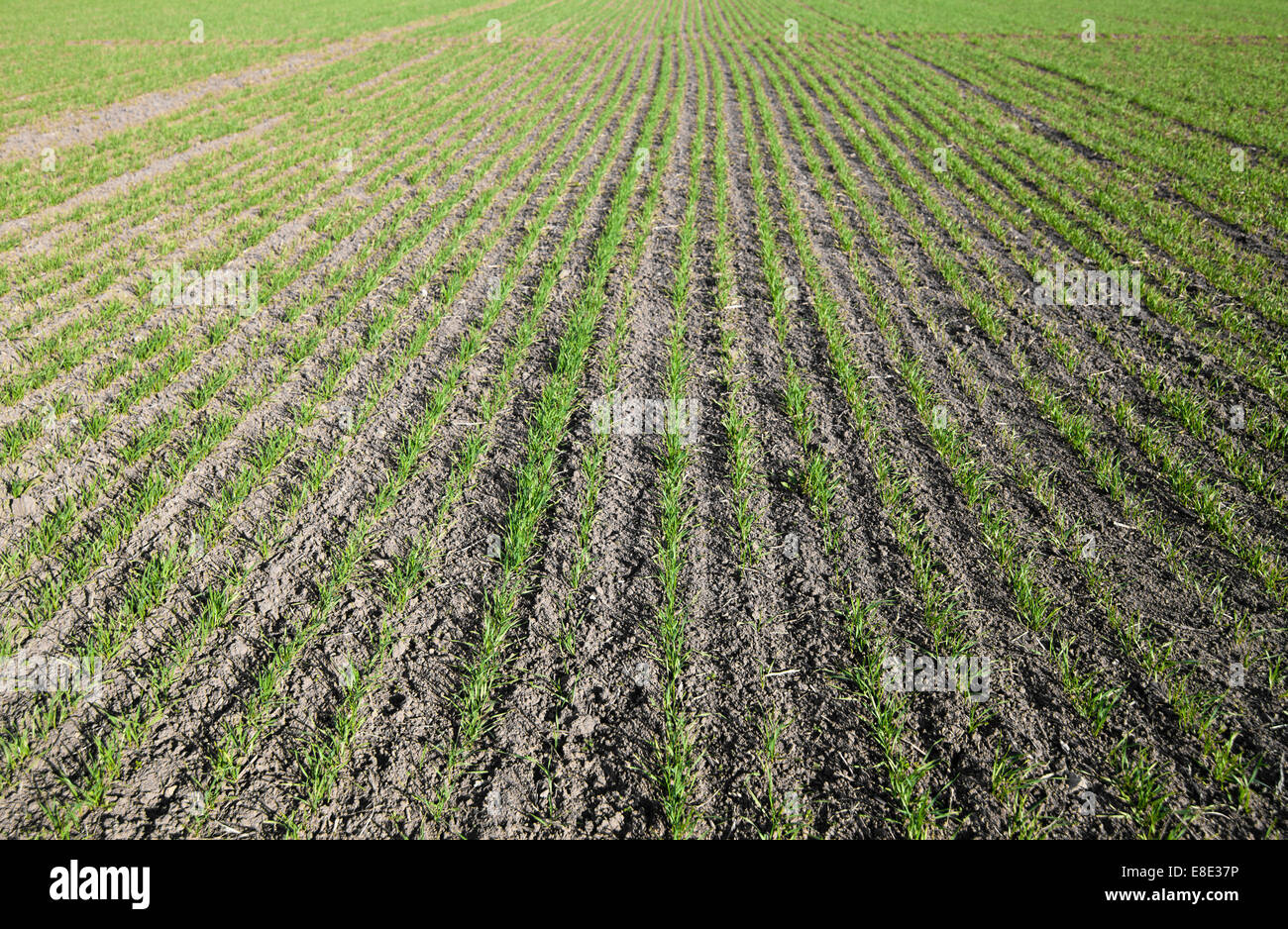 Young Crops Texture Stock Photo - Alamy