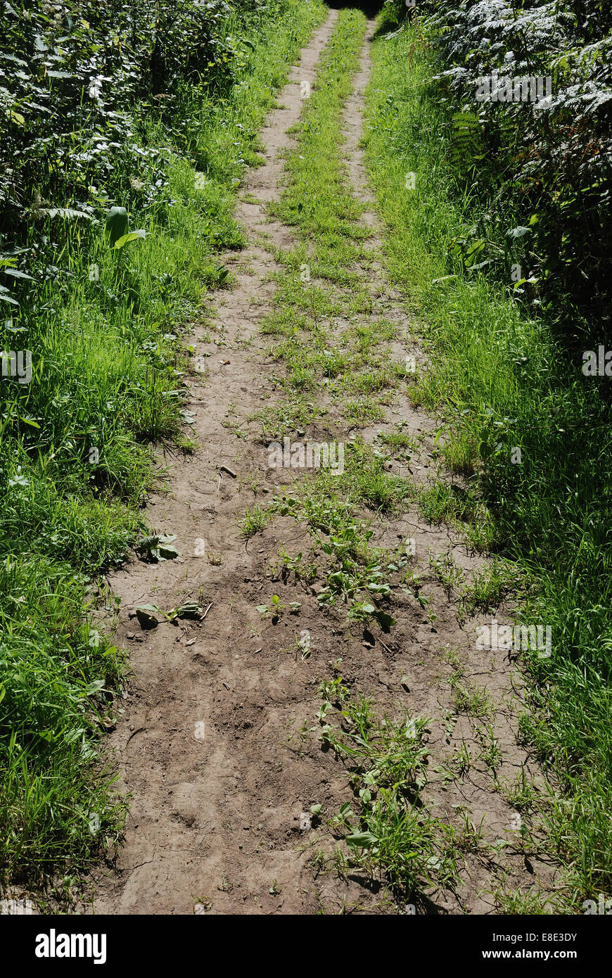 A path in summer Stock Photo - Alamy