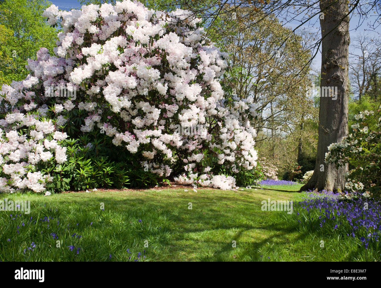 Bowood estate rhododendrons hi-res stock photography and images - Alamy