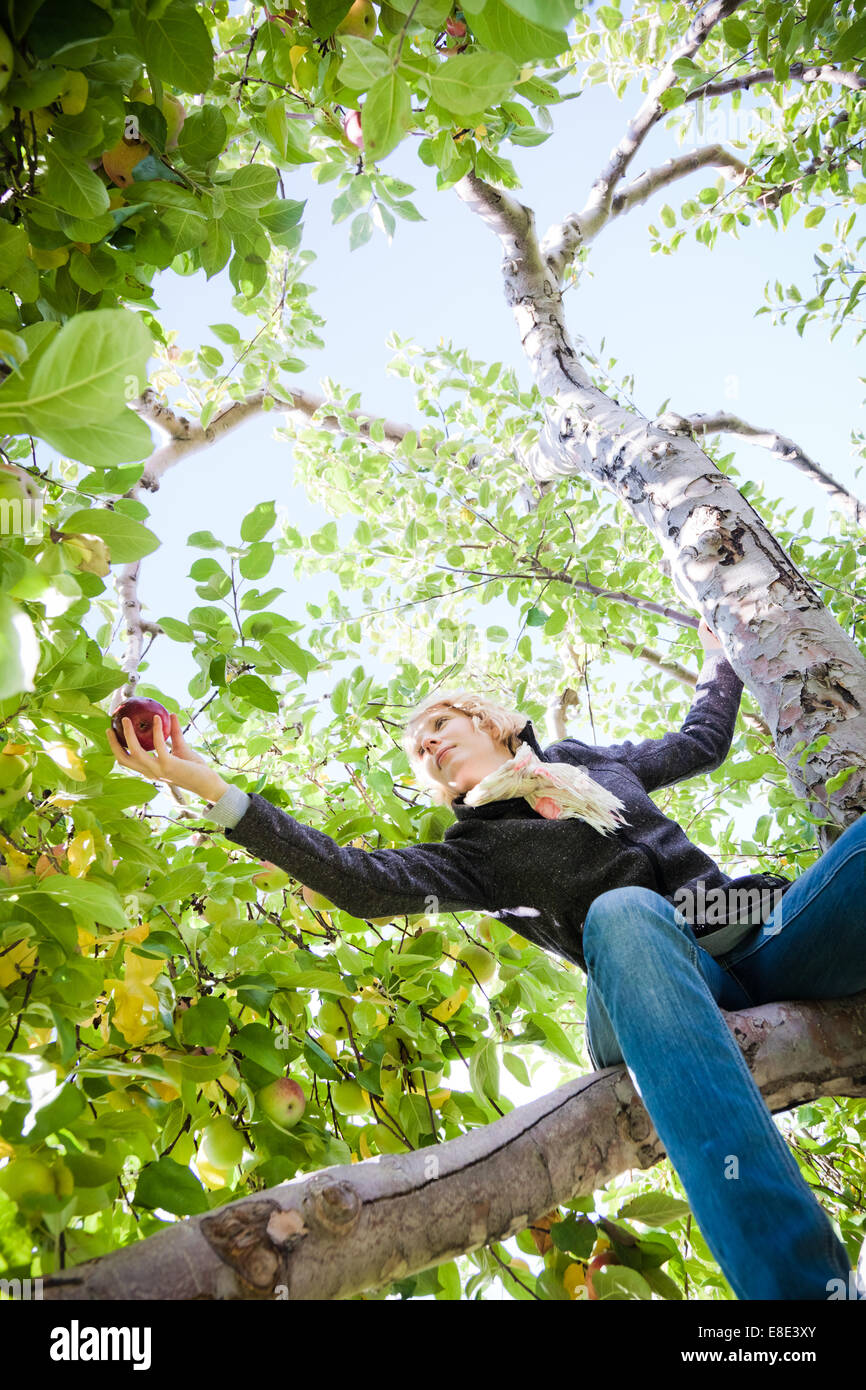 People reaching fruit on tree hi-res stock photography and images - Alamy