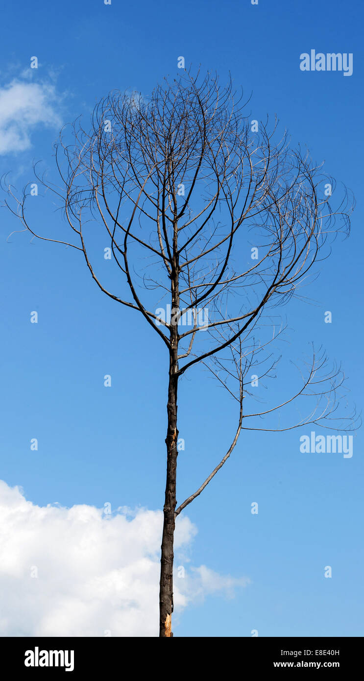 Day of the dead tree of life hi-res stock photography and images - Alamy