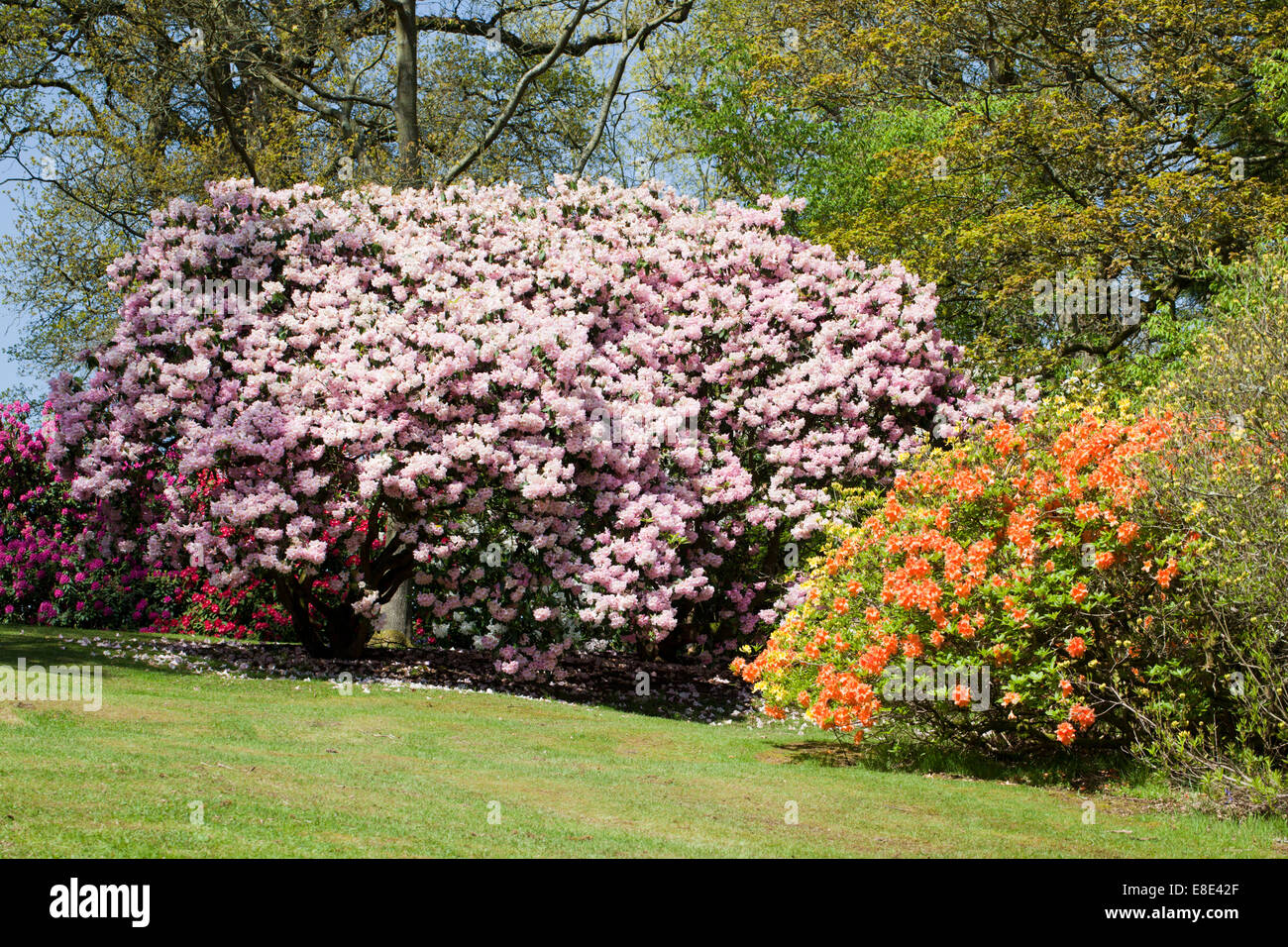 The Rhododendron Gardens at Bowood House, Derry Hill, Calne, Wiltshire ...