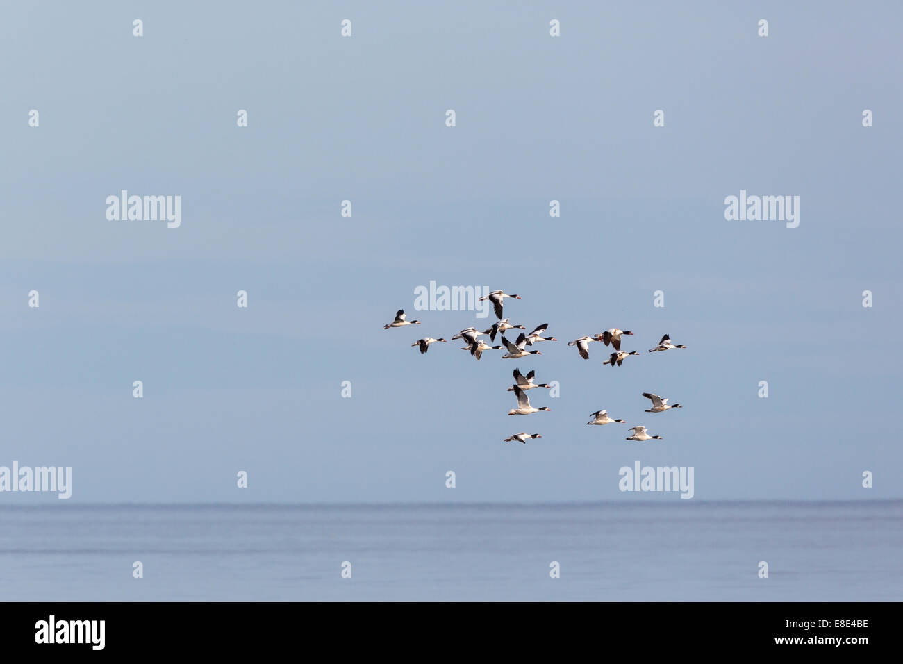 Shelduck flying hi-res stock photography and images - Alamy