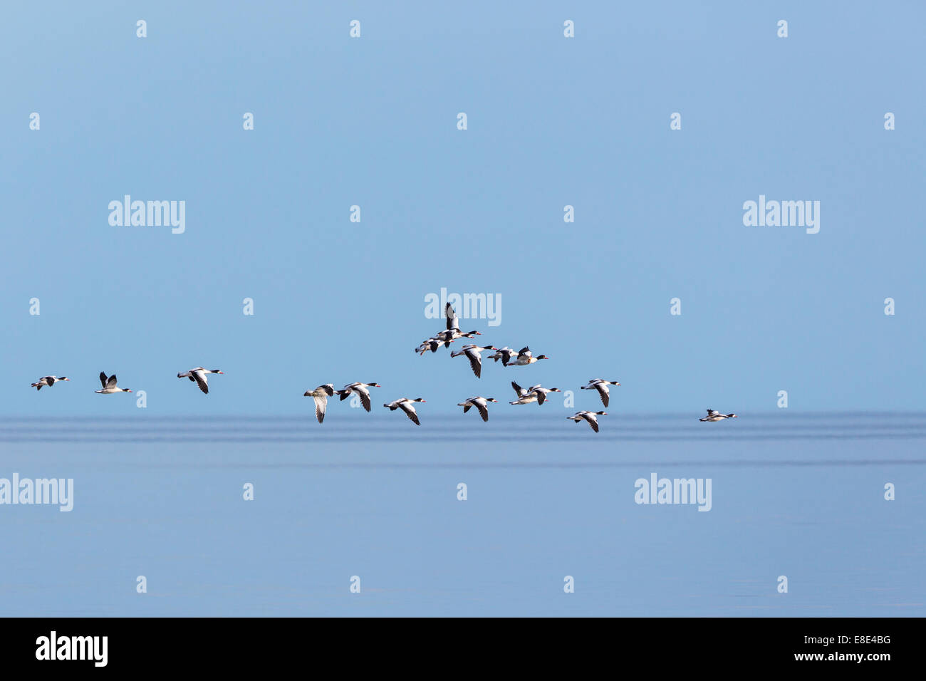 Flock of Common shelduck flying at sea Stock Photo - Alamy