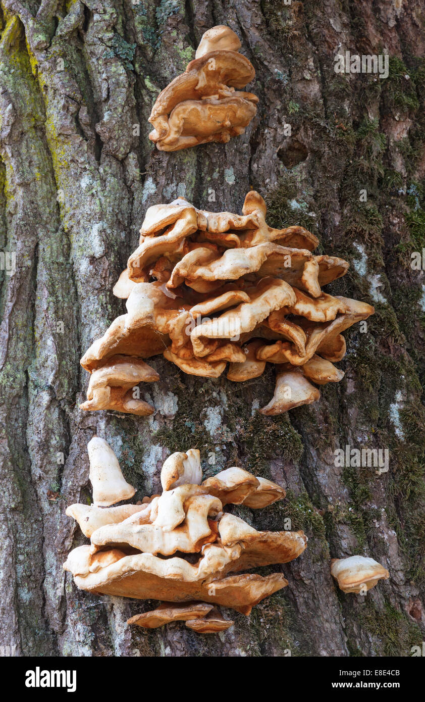 Bracket fungus on a tree trunk Stock Photo - Alamy