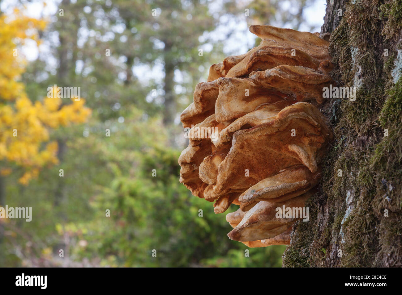 Bracket fungus on a tree trunk Stock Photo - Alamy